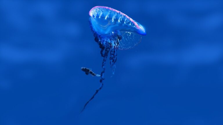 Caravella portoghese: cos'è, dove vive e quanto è pericolosa | FuturID